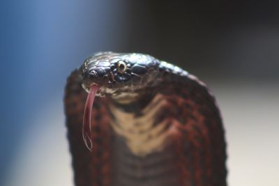 Startseite - Zootierpflege